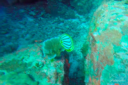 Poisson papillon de Meyer | Meyer's butterflyfish | Chaetodon meyeri